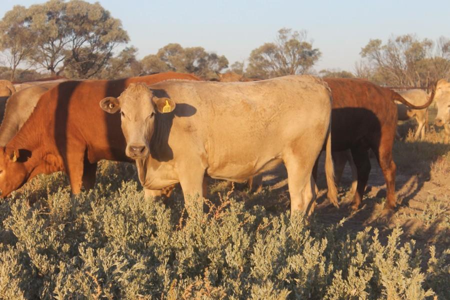 Lot 496 - 112 PTIC Heifers | AuctionsPlus