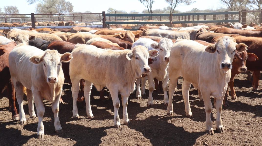 Lot 305 - 149 Weaned Heifers | AuctionsPlus