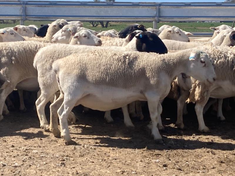 Lot 801 - 471 SIL Ewes & 36 Lambs | AuctionsPlus