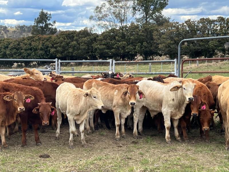Lot 400 - 59 Station Mated Cows & 56 Calves | AuctionsPlus