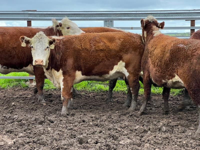 Lot 565 - 17 Station Mated Cows | AuctionsPlus