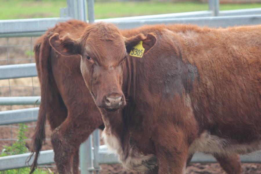 Lot 440 - 20 NSM Future Breeders | AuctionsPlus