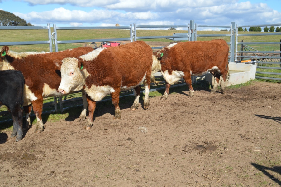 Lot 458 - 5 Station Mated Cows & 5 Calves | AuctionsPlus