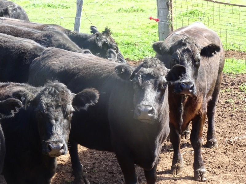 Lot 506 - 14 Slaughter Cows | AuctionsPlus