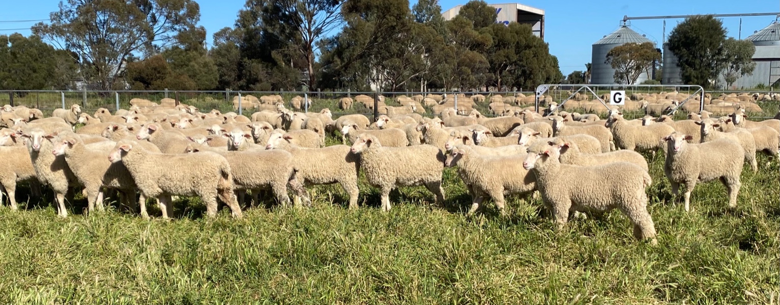 Lot 2 - 355 Wether Lambs | AuctionsPlus