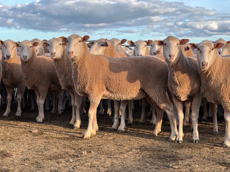 Pen 109 - 175 Scanned Empty Ewes | AuctionsPlus