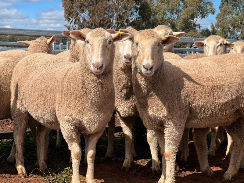 Pen 91 - 120 NSM Ewes | AuctionsPlus
