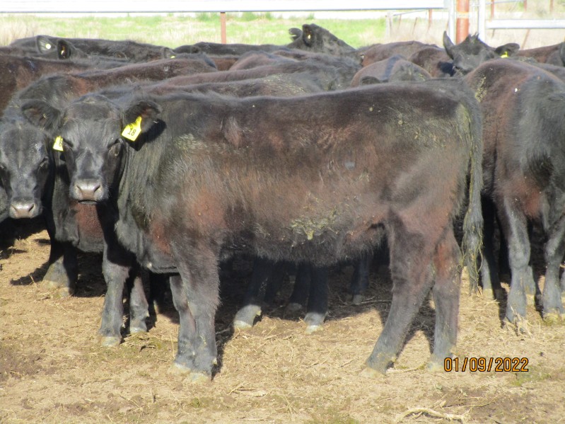 Lot 205 - 50 Weaned Heifers | AuctionsPlus