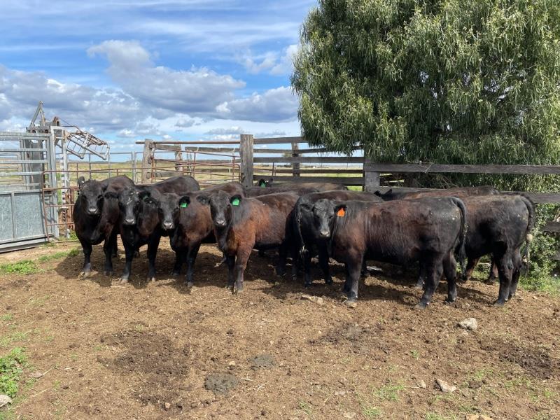 Lot 141 - 10 NSM Yearling Heifers | AuctionsPlus
