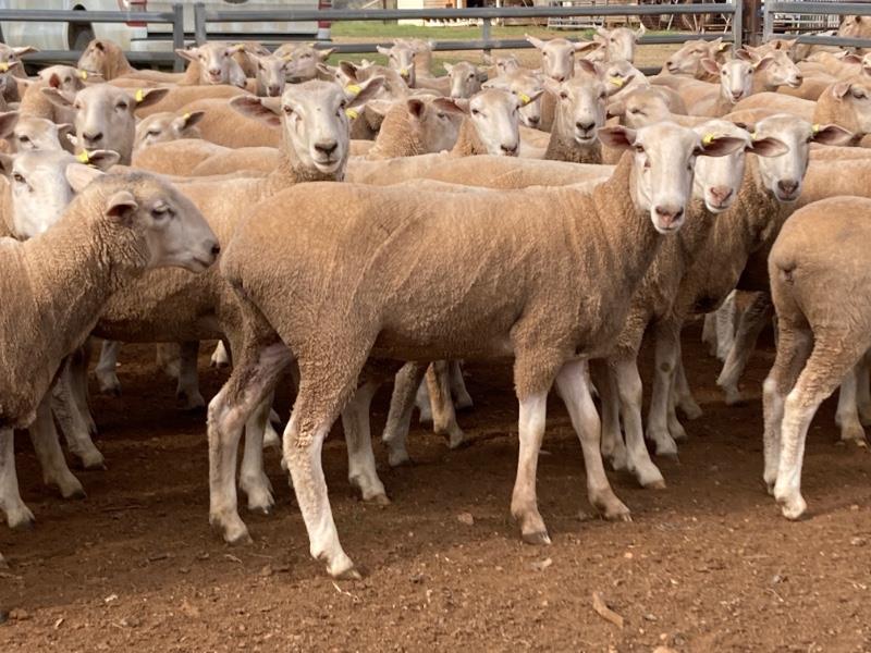 Lot 690 - 220 Future Breeder Ewe Lambs | AuctionsPlus