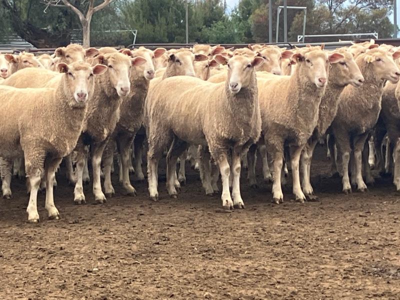 Lot 716 - 210 Ewe Lambs | AuctionsPlus
