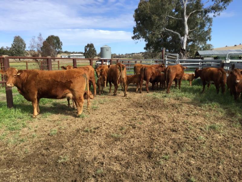 Lot 328 - 9 NSM Cows & 9 Calves | AuctionsPlus