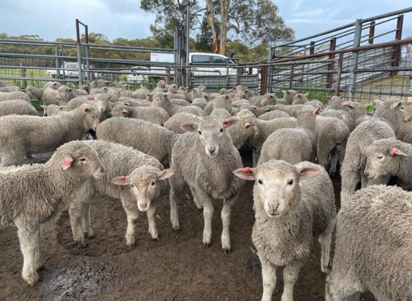 Lot 602 - 200 Mixed Sex Lambs | AuctionsPlus