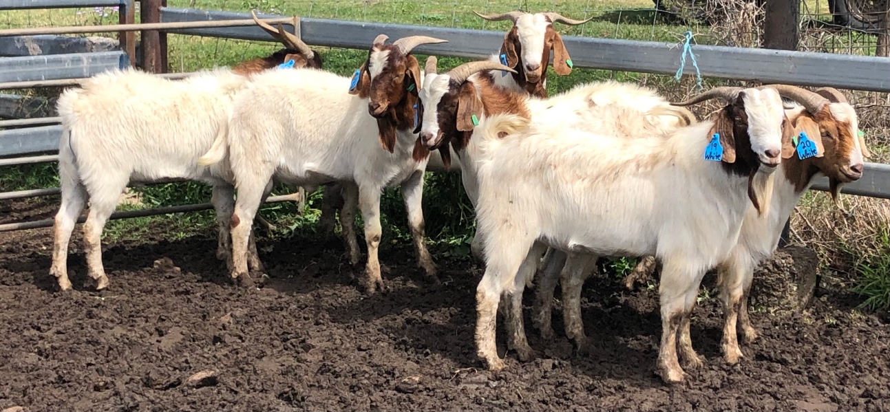 Lot 471 - 6 Goats - Bucks | AuctionsPlus