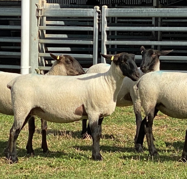 Lot 53 - 10 SIL Ewe Lambs | AuctionsPlus