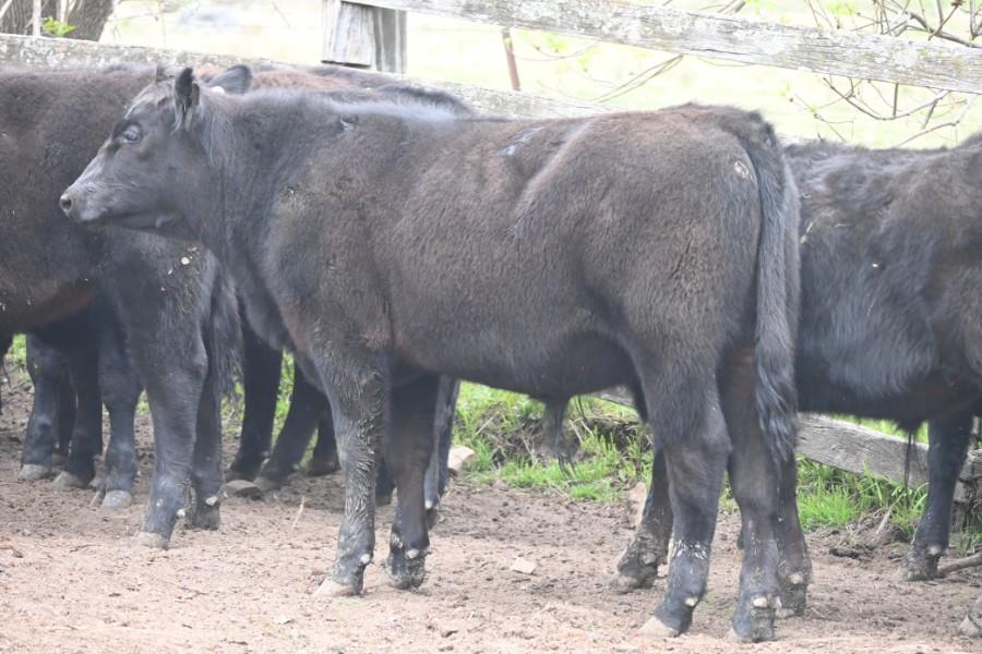 Lot 912 - 27 Unweaned Steers | AuctionsPlus