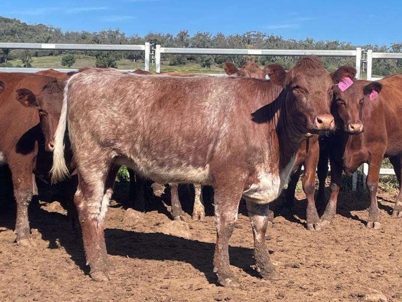 Lot 289 - 27 PTIC Heifers | AuctionsPlus