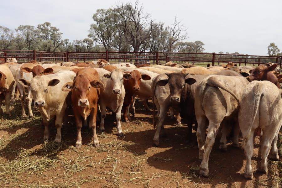 Lot 100 - 60 Unweaned Mixed Sexes | AuctionsPlus