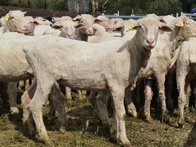 Lot 614 - 128 NSM Ewes | AuctionsPlus