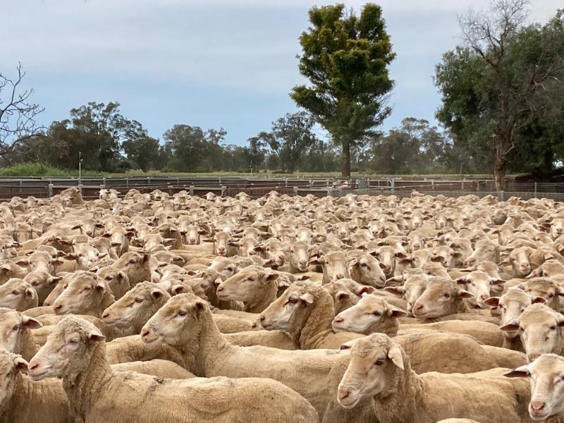 Lot 681 - 220 NSM Ewes | AuctionsPlus