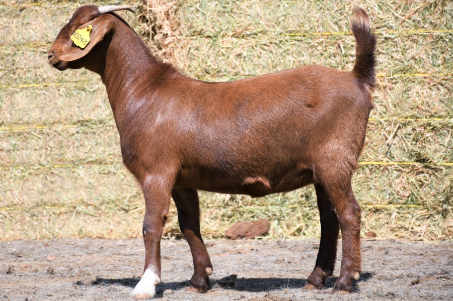 Lot 680 - 1 Goat - Doe | AuctionsPlus