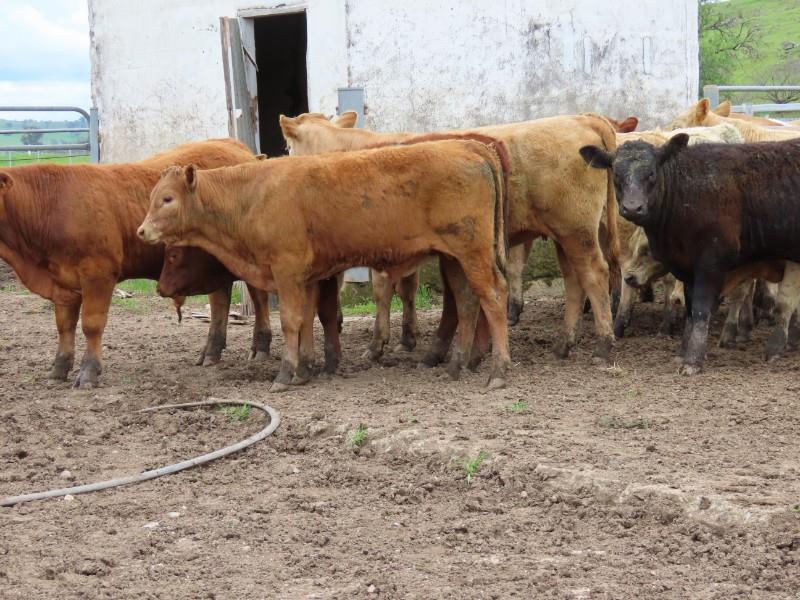 Lot 528 - 25 Heifers & 26 Calves | AuctionsPlus