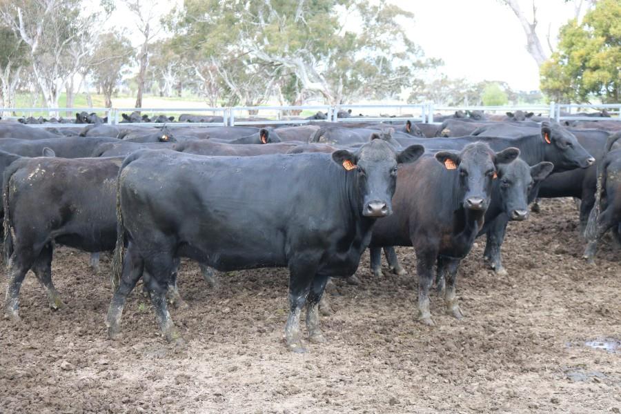 Lot 724 - 38 PTIC Cows | AuctionsPlus