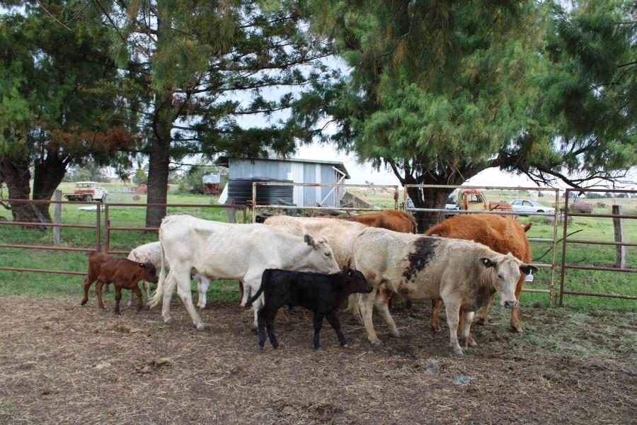 Lot 475 - 5 Station Mated Heifers & 5 Calves | AuctionsPlus