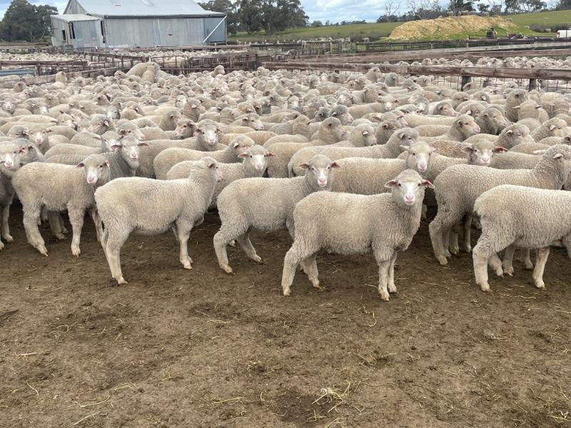 Lot 941 - 500 Future Breeder Ewe Lambs | AuctionsPlus
