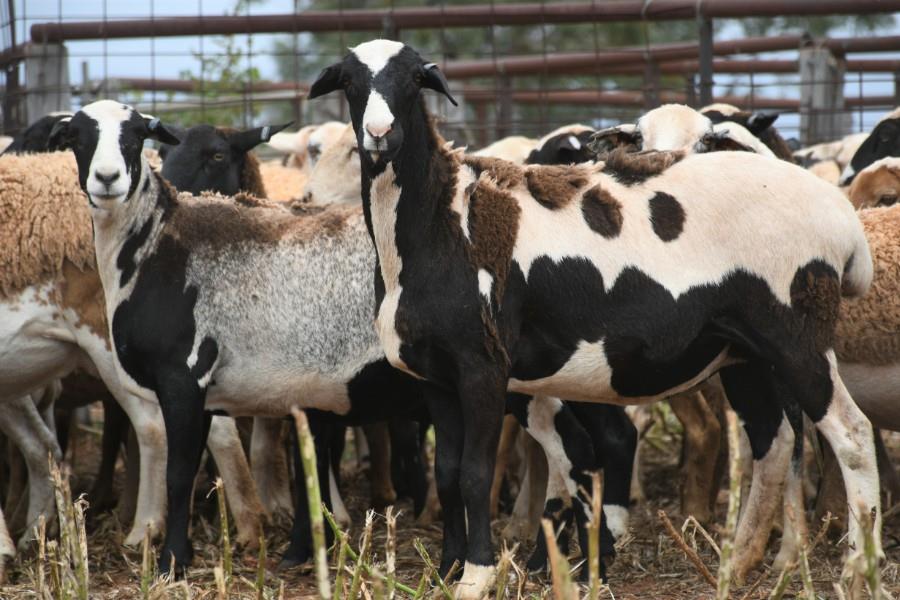 Lot 115 - 150 Station Mated Ewes & 125 Lambs | AuctionsPlus