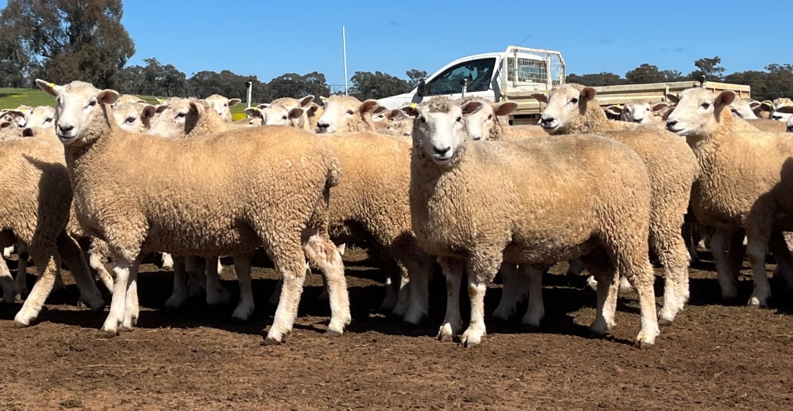 Lot 136 - 355 Ewe Hoggets & Lambs | AuctionsPlus