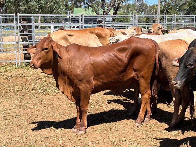 Lot 510 - 143 Feeder Heifers | AuctionsPlus