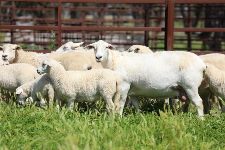 Lot 123 - 17 NSM Ewes & 25 Lambs | AuctionsPlus