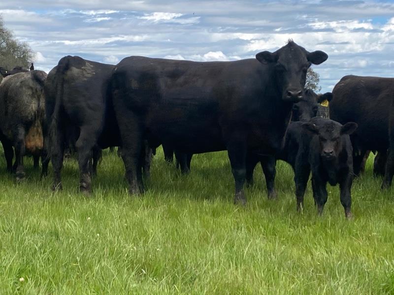 Lot 552 - 24 NSM Cows & 24 Calves | AuctionsPlus