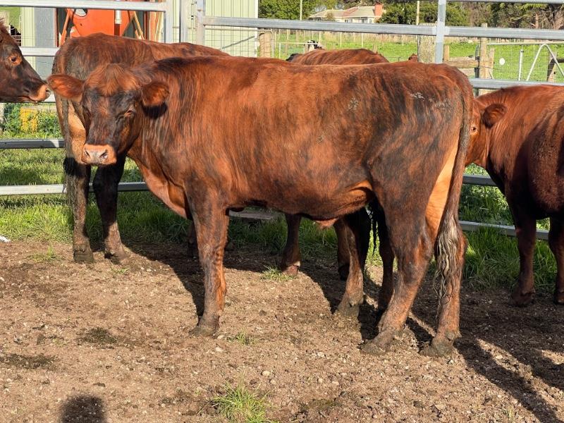 Lot 20 - 6 Feeder Steers | AuctionsPlus