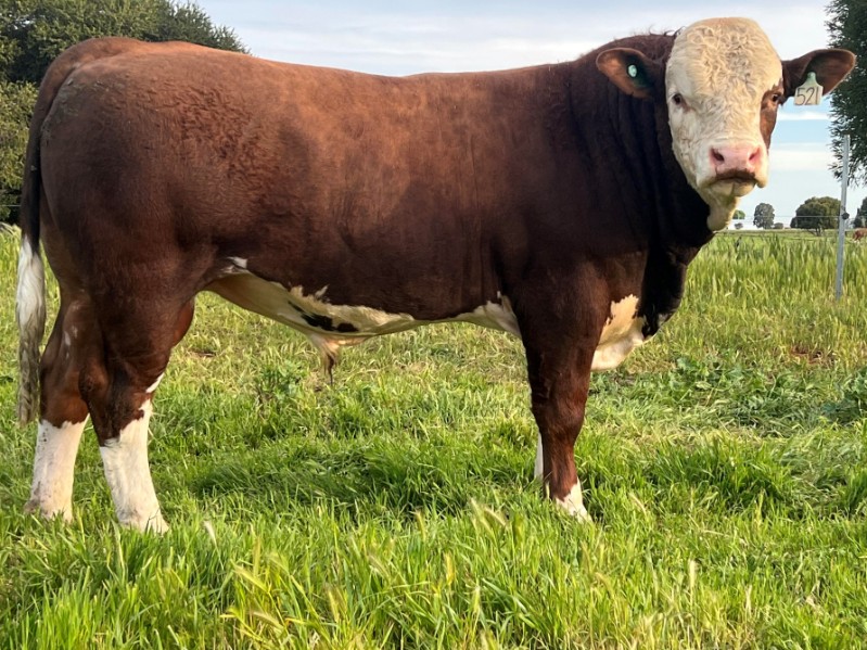 Lot 11 - 1 Stud Bull | AuctionsPlus