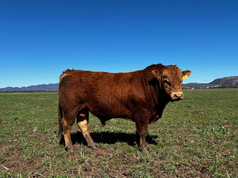 Lot 29 - 1 Stud Bull | AuctionsPlus