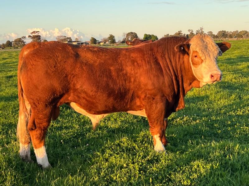 Lot 13 - 1 Stud Bull | AuctionsPlus