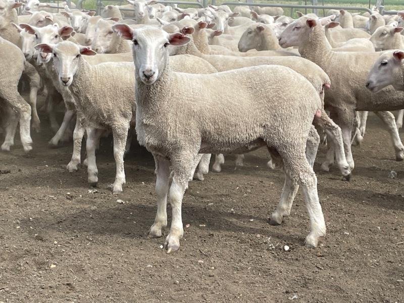 Lot 114 - 222 Future Breeder Ewe Lambs | AuctionsPlus