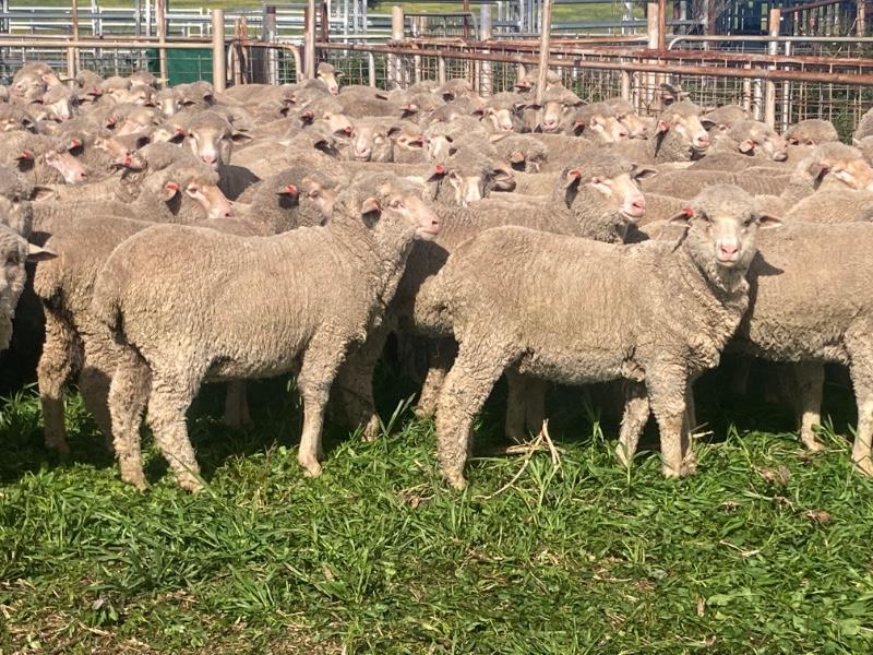 Lot 109 - 165 Future Breeder Ewe Lambs | AuctionsPlus