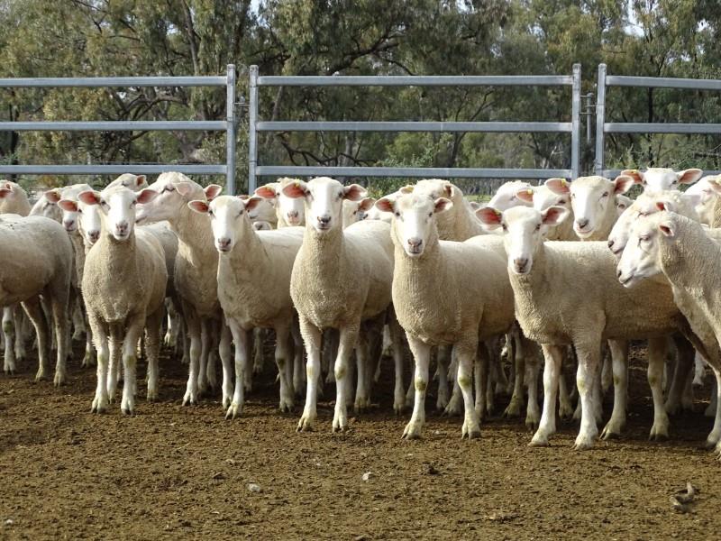Lot 616 - 100 NSM Ewes | AuctionsPlus