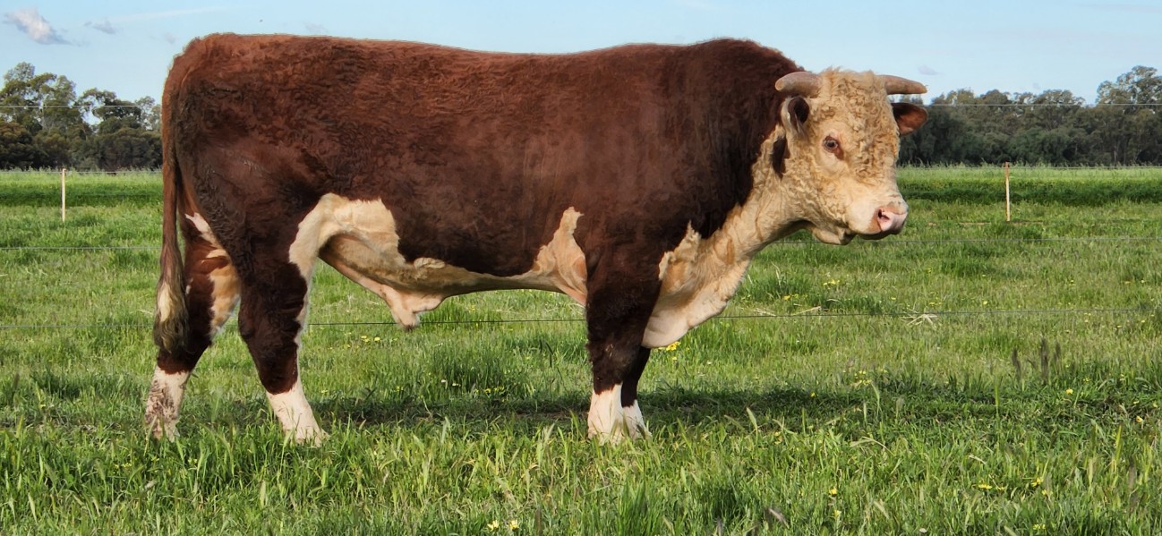 Lot 17 - 1 Herd Bull | AuctionsPlus