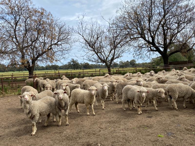 Lot 138 - 230 Store Wether Lambs | AuctionsPlus