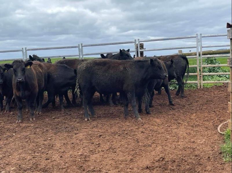 Lot 370 - 15 Backgrounder Steers | AuctionsPlus