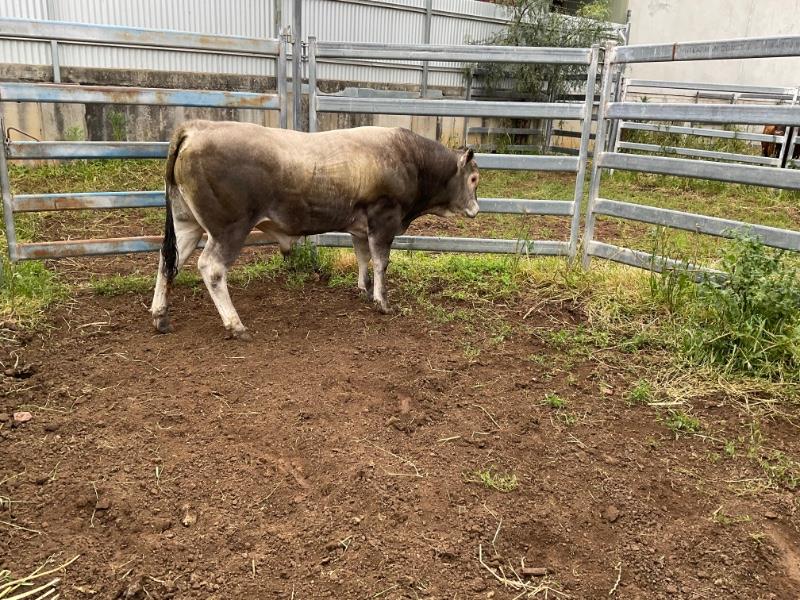 Lot 330 - 1 Bull | AuctionsPlus