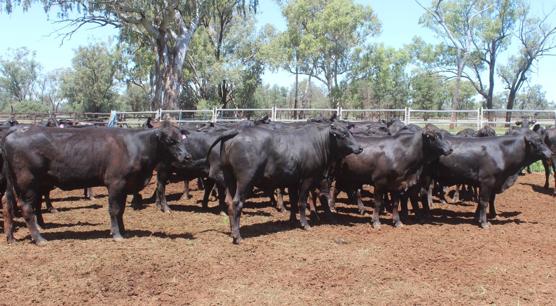 Lot 696 - 64 PTIC Cows | AuctionsPlus