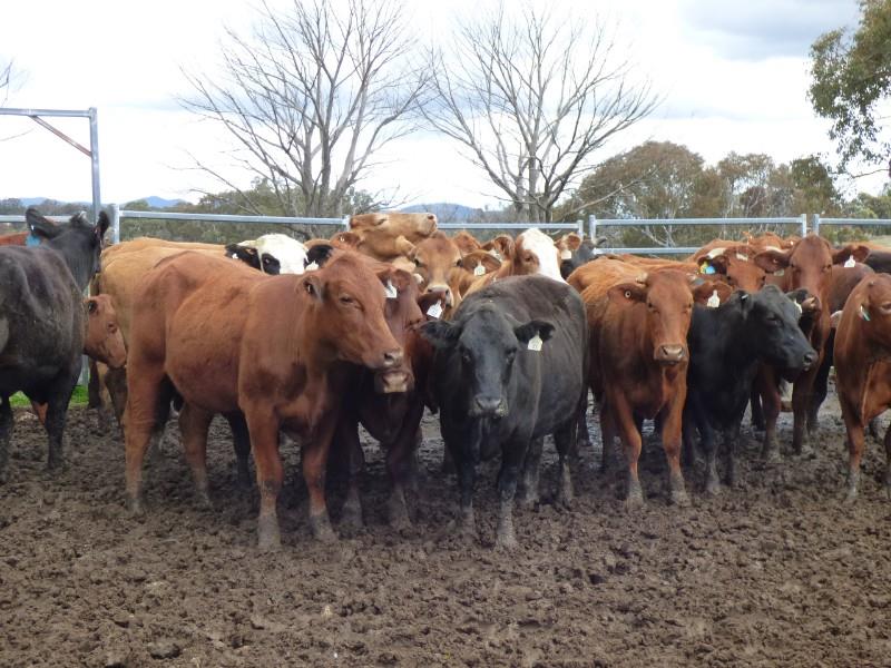 Lot 720 - 24 PTIC Cows | AuctionsPlus
