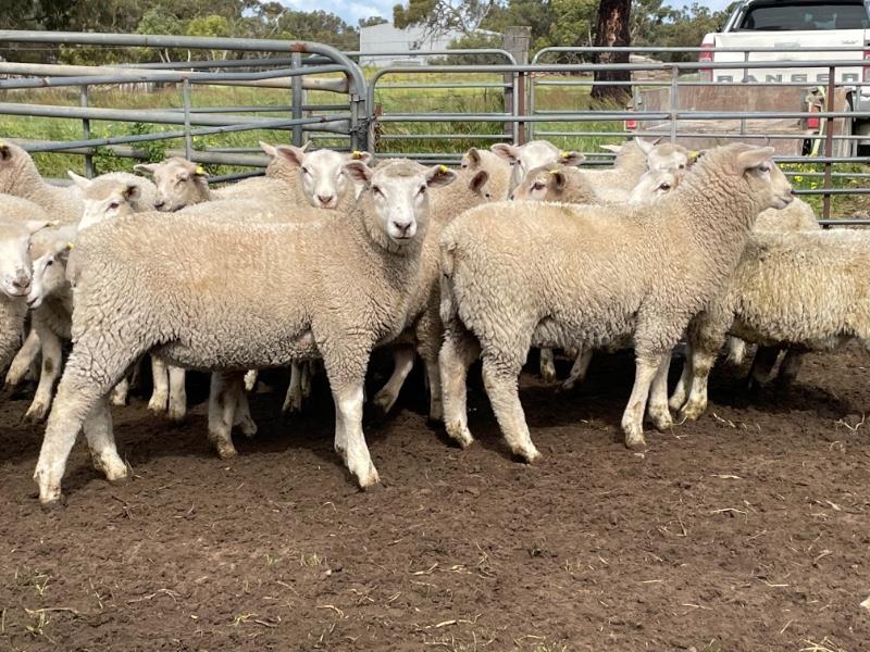 Lot 216 - 230 Store Wether Lambs | AuctionsPlus