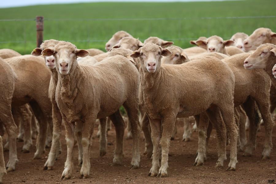 Pen 37 - 250 Future Breeder Ewe Hoggets | AuctionsPlus