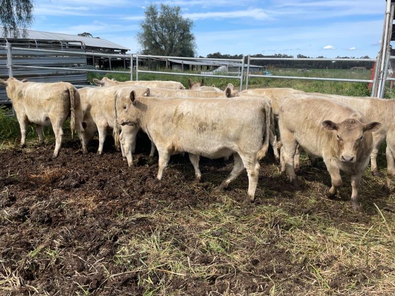 Lot 718 - 15 Unweaned Heifers | AuctionsPlus